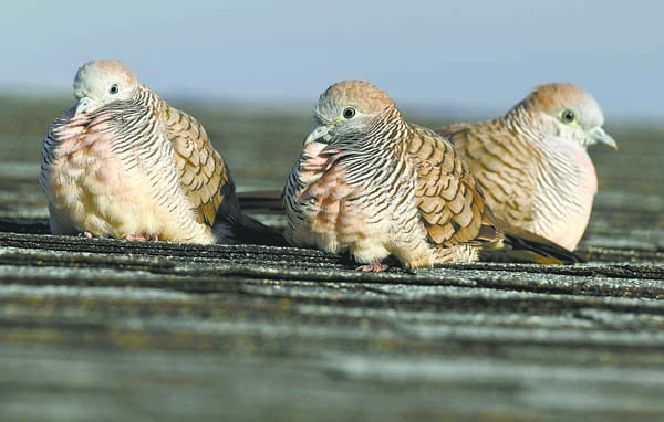 Zebra doves on a Maui rooftop | News, Sports, Jobs - Maui News